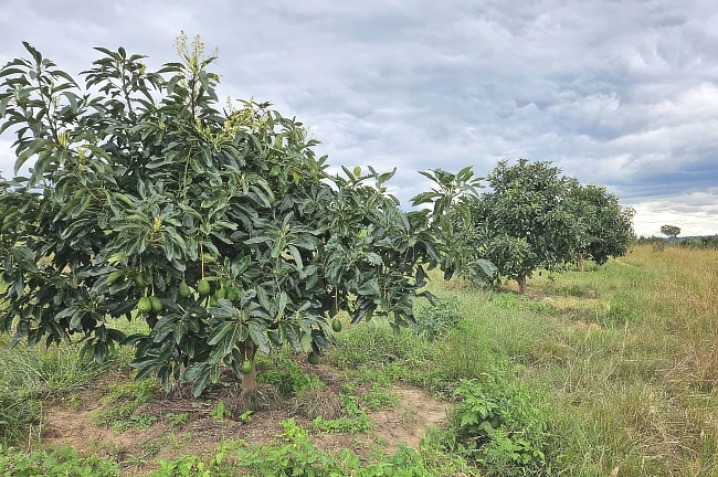 Our Farms | Luhwavi Farms